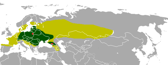 European Bison, Rewilding and Dung Fungal Spore – Methods Blog