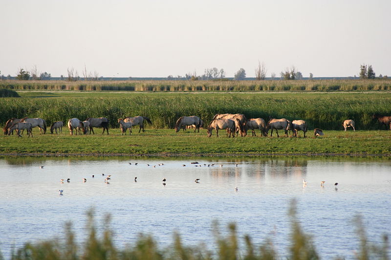 European Bison, Rewilding and Dung Fungal Spore – Methods Blog