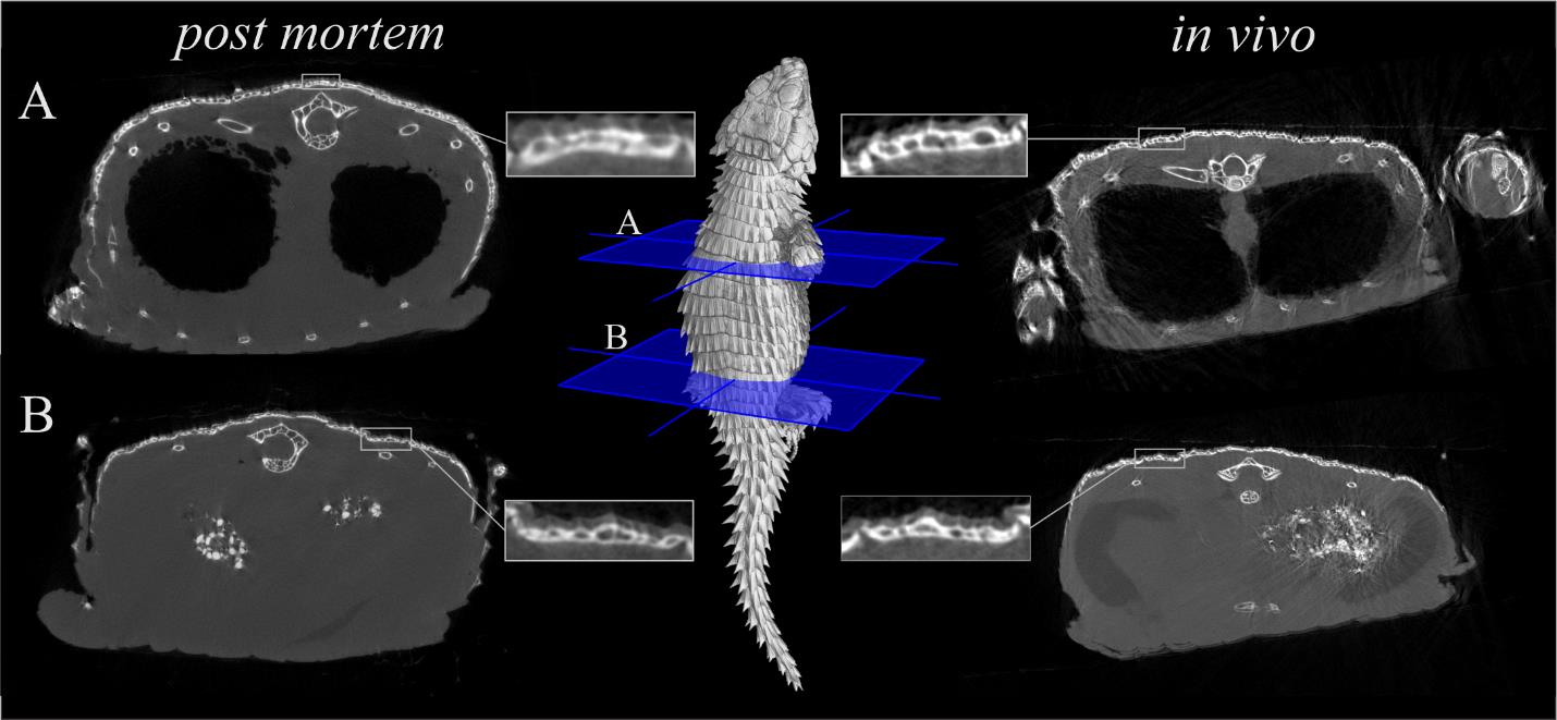 In Vivo Micro-CT Scanning: Studying Reptiles and Amphibians from the ...