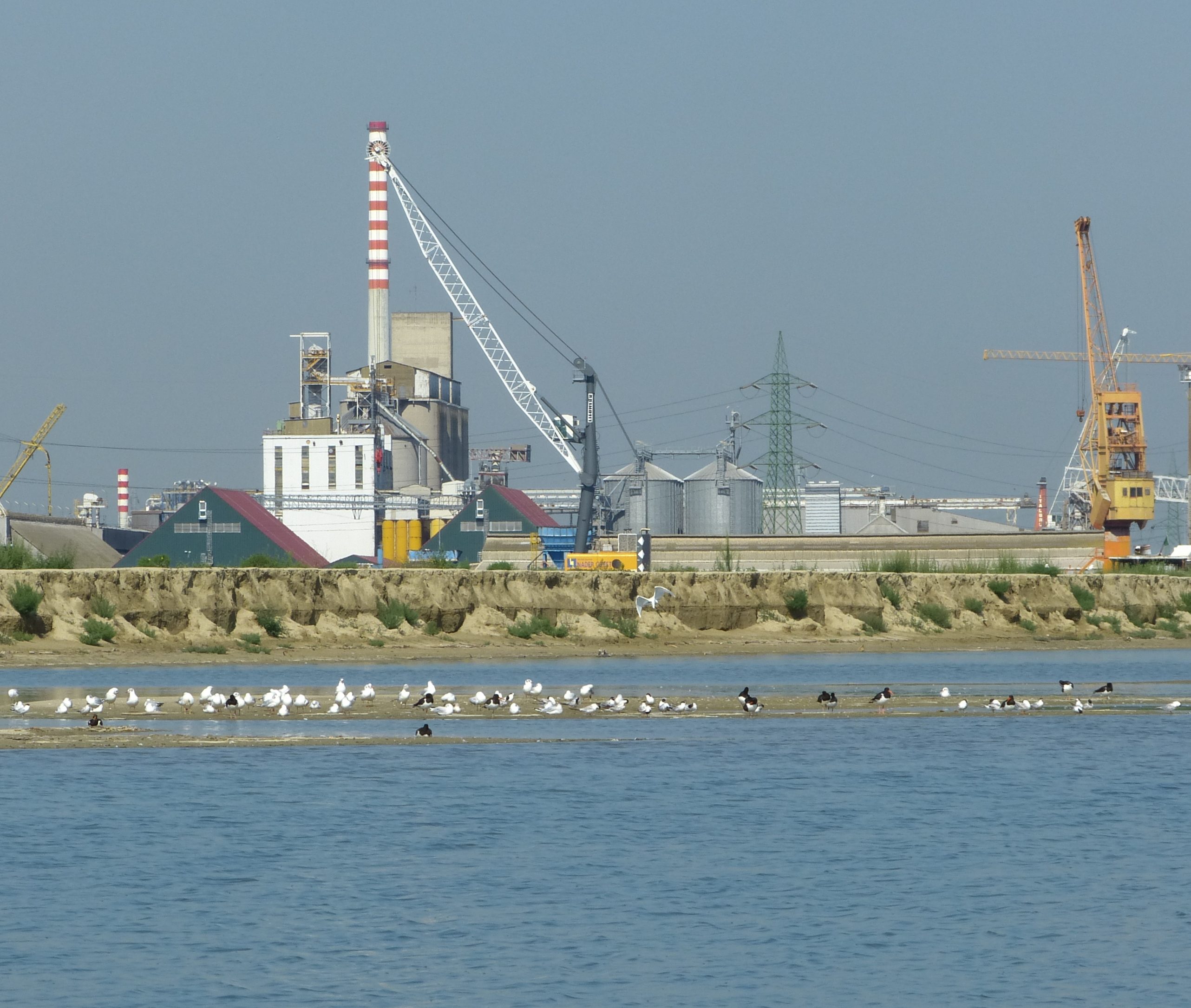 Biomonitoring Pollution in Wetlands: A New Method for More Reliable ...