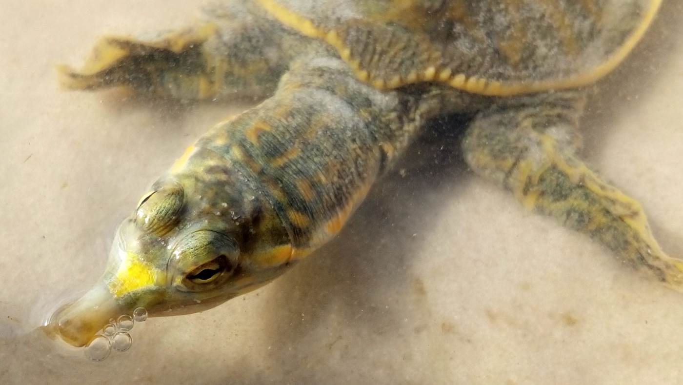 Reptile DNA Sexing: Easier Than You Ever Thought – Methods Blog