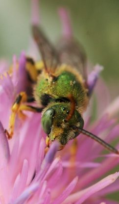 Exploring Coevolutionary History: Do Entire Communities Shape the ...