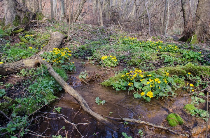 Biodiversity Monitoring by Plant Proxy is Cheap and Easy: Here’s How ...