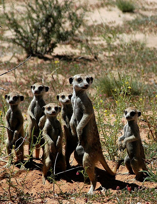 How Can Understanding Animal Behaviour Help Support Wildlife ...