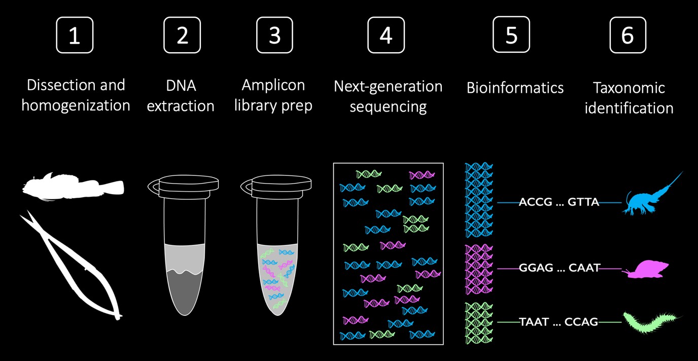 Using Molecular Power to Reconstruct Hyperdiverse Food Webs – Methods Blog