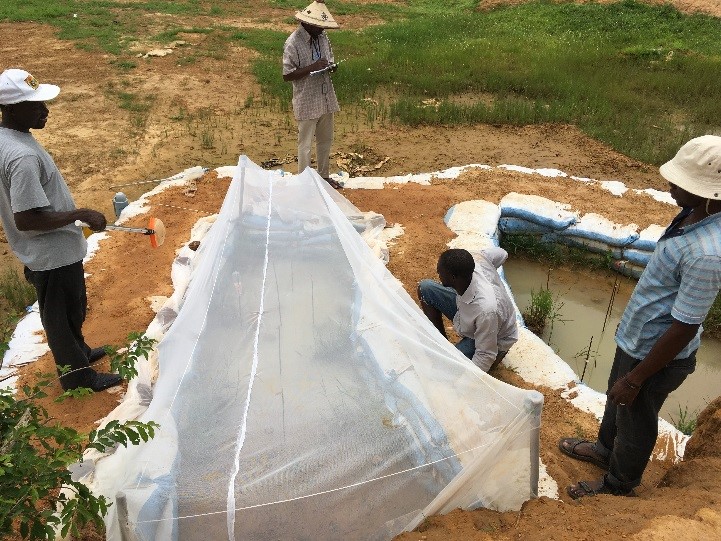 Life-Long Mosquito Marking: Are Stable Isotopes the Key? – Methods Blog