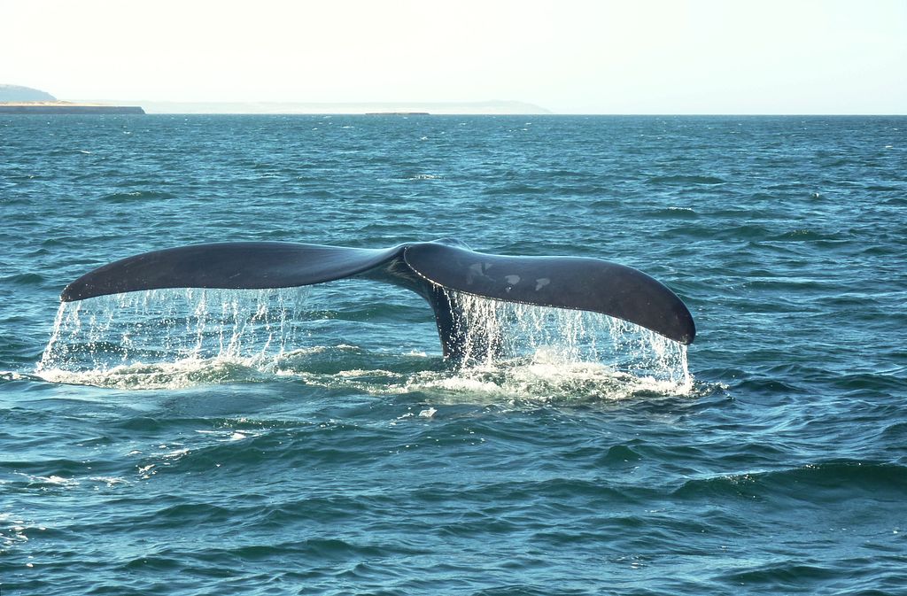 Researchers Use Drones to Weigh Whales – Methods Blog