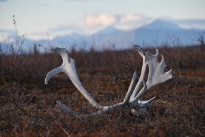 ‘Tis the Season for Modelling Mortalities – Methods Blog