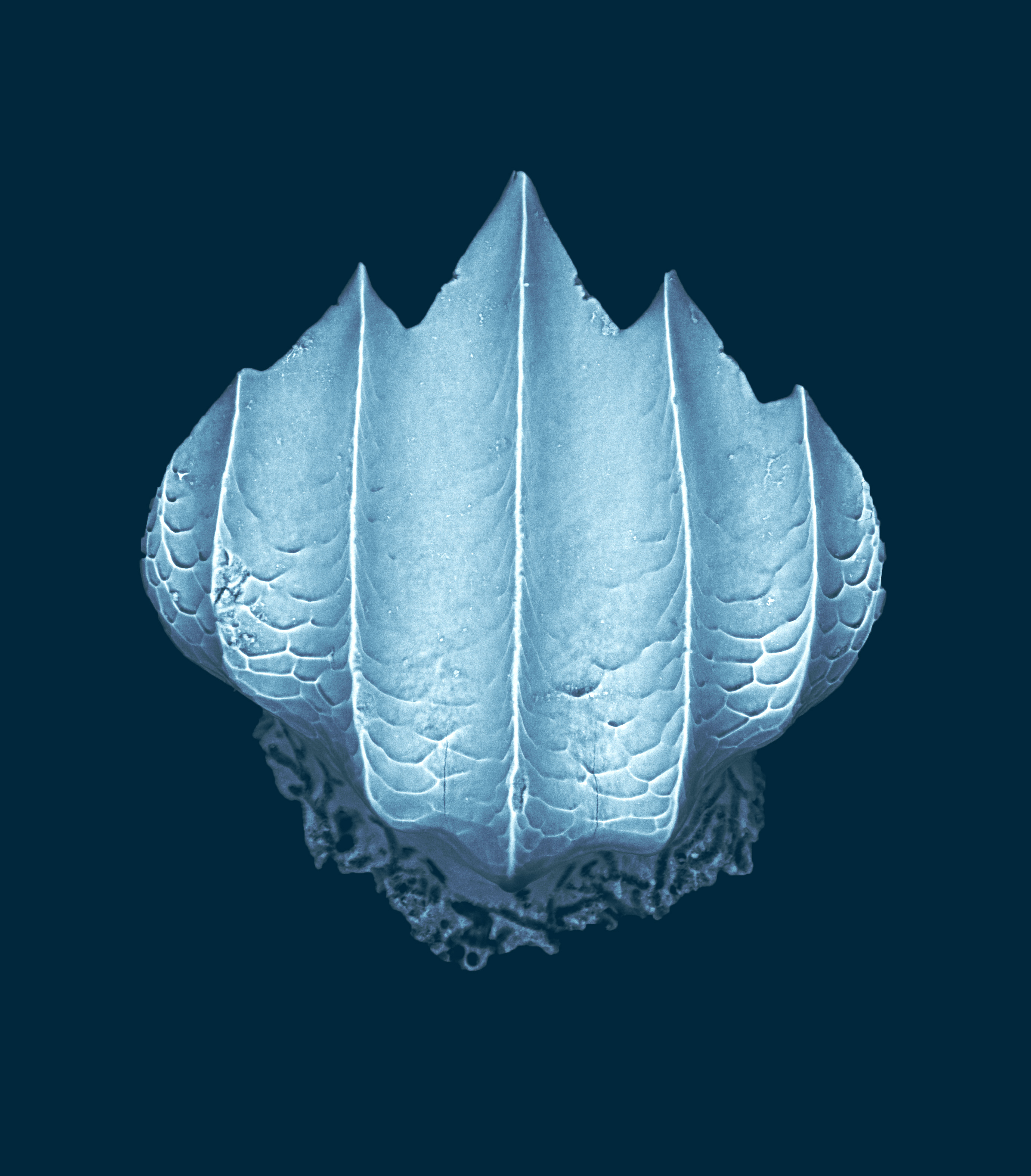 Issue 11.3: Tracking, Slicing, Classifying, Modelling and More ...