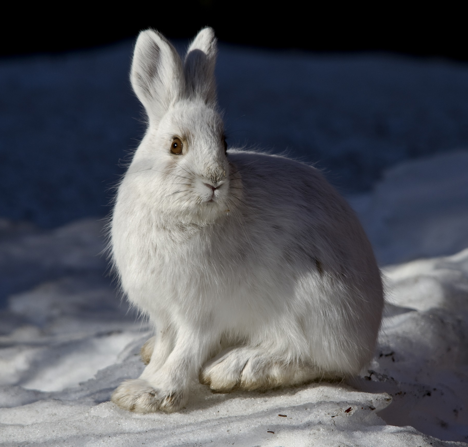 An interview with the editors of “Population Ecology in Practice”: Part ...