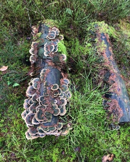 Methodology matters for comparing coarse wood and bark decay rates ...