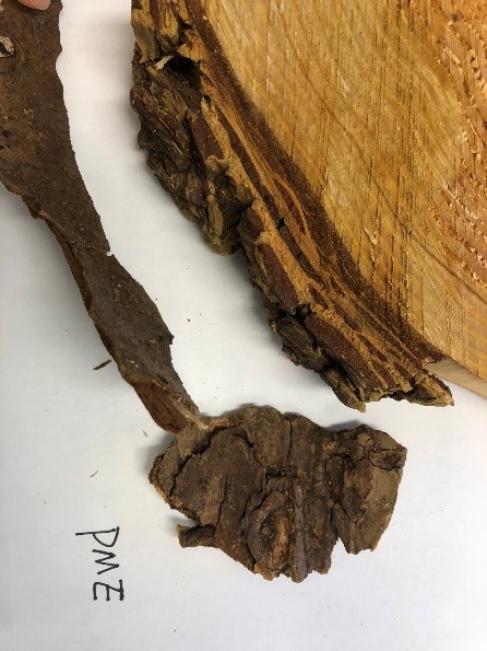 Methodology matters for comparing coarse wood and bark decay rates ...