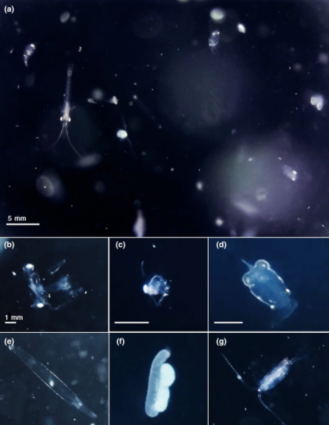 Issue 11.9: Methods for individual bird recognition, zooplankton ...