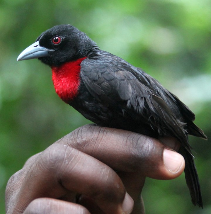 Issue 11.9: Methods for individual bird recognition, zooplankton ...