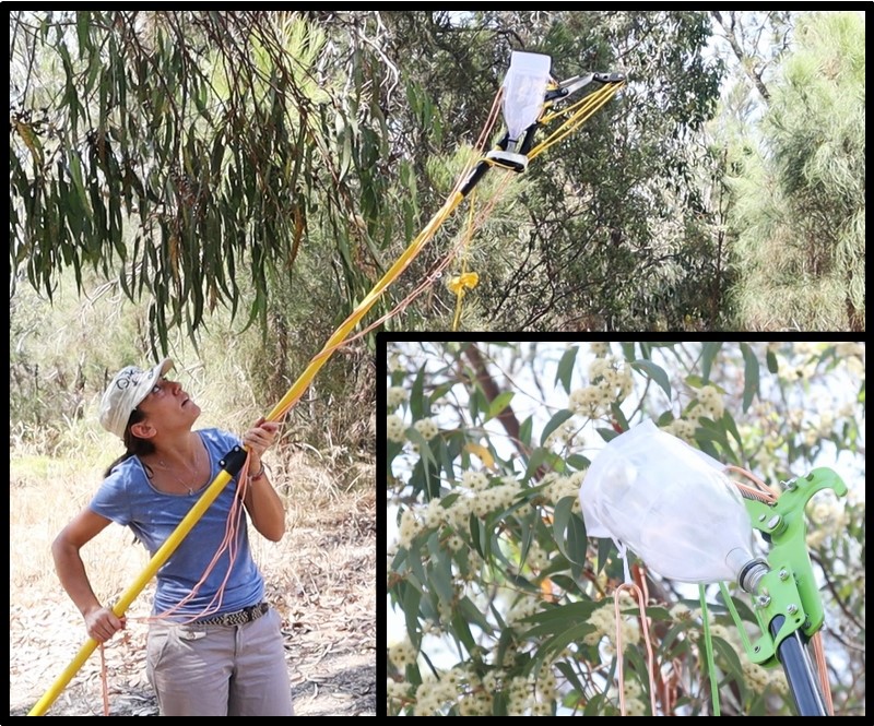 How to Sample Nectar of Flowers at Height – Methods Blog