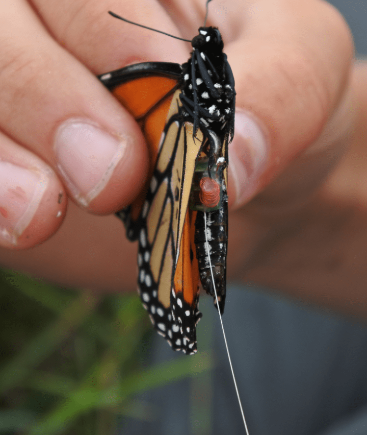 Cover Stories: The journey from designing to employing an automated ...