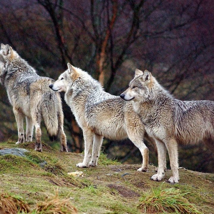 Animal Social Networks Joint Special Feature out now! – Methods Blog