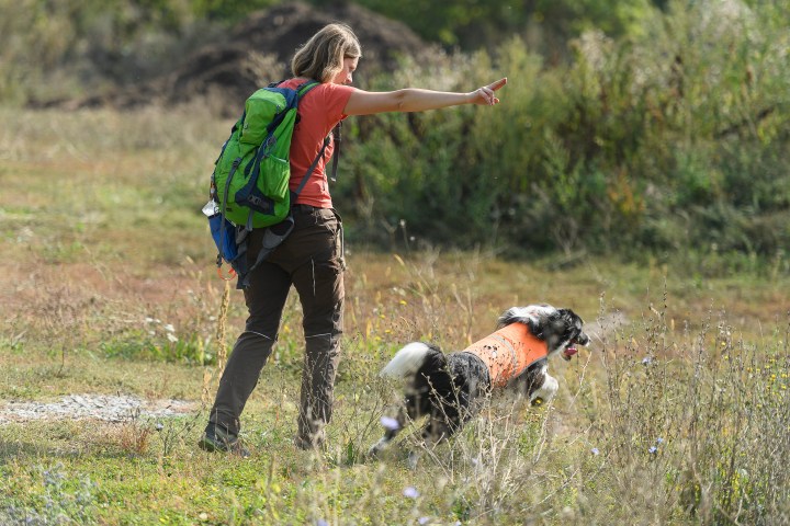 The worldwide use of wildlife detection dogs – and how they became part ...