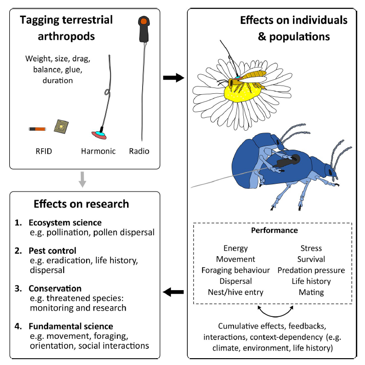 The next step for tagging insects: we can’t keep ignoring the impact ...