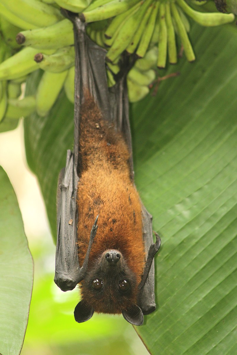 International Bat Appreciation Day: Giving thanks to the real ...