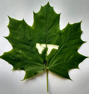 Ultrasound for trees? Using focused ultrasound technology as a new ...