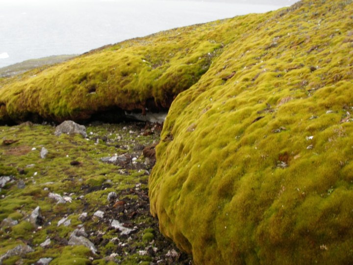 Road to COP26: Antarctic moss – an unusual tool in climate change ...