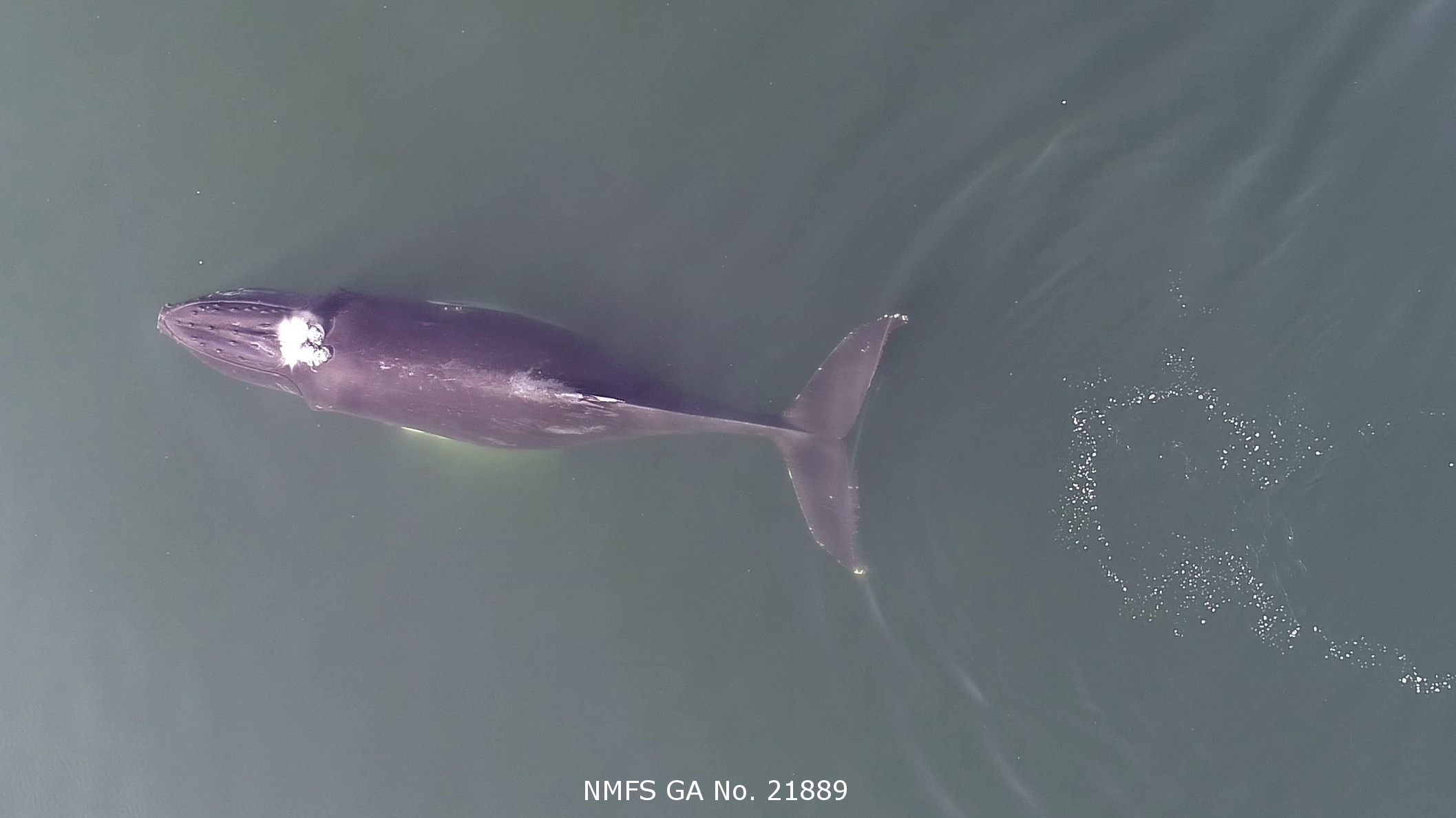 How to weigh a whale – Methods Blog