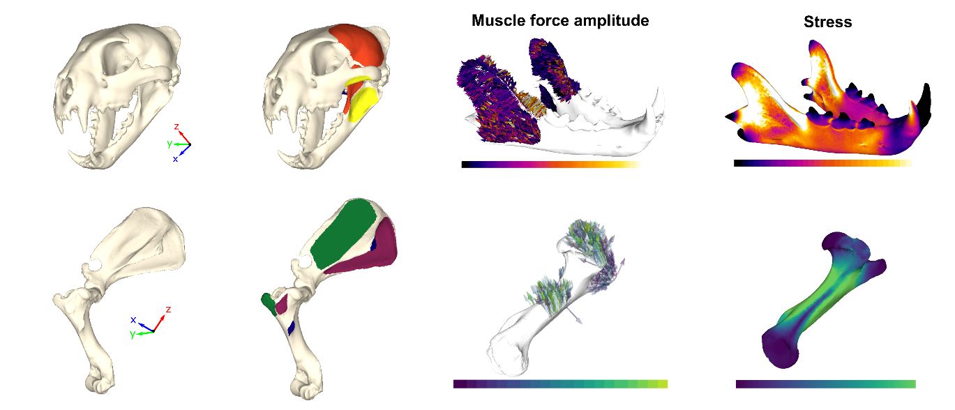 FOSSILS: free, fast, and open-source biomechanical modelling – Methods Blog
