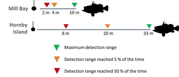 Unraveling the identity of fish sounds to support marine conservation ...