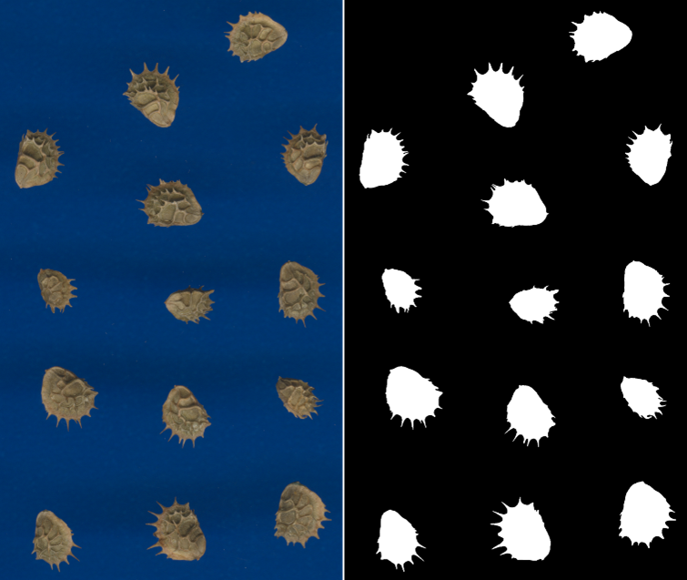 Seeds ‘exposed’! A method to automatically reveal seed morphological ...