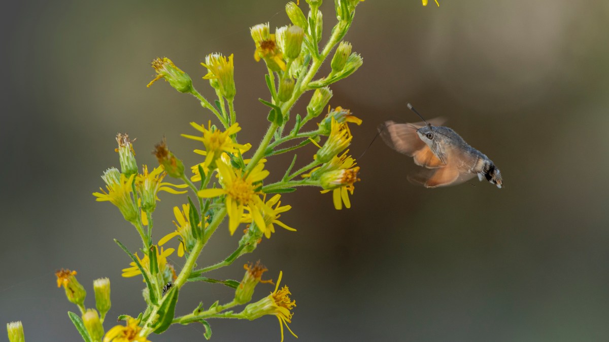 The buzzOmeter: Recording buzzing insects in motion – Methods Blog