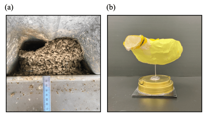 Look inside: a handy tool for casting the enclosed nest structure of ...