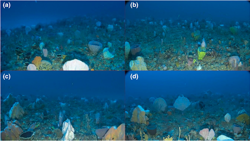 Expanding Our View: The Benthic Observation Survey System (BOSS ...